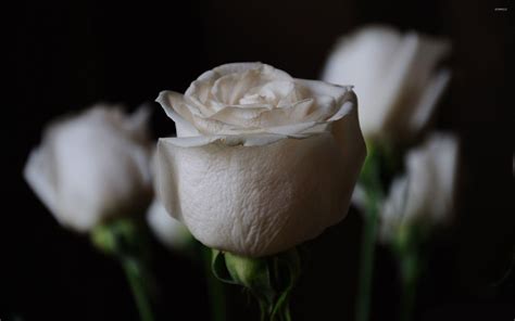 White Roses Wallpapers Top Free White Roses Backgrounds Wallpaperaccess
