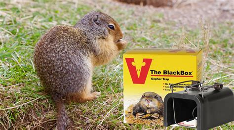 How To Trap A Gopher Using Victor Black Box Gopher Trap Pest Supply
