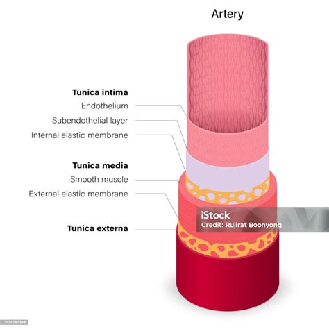 Structure Of Artery Medical Education Blood Vessels Stock Illustration