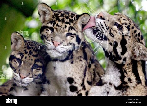 Clouded Leopards And Their Cubs