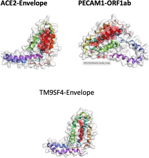 Images From Docking Significantly Similar Peptide Residues To Il 10