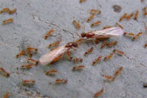 Pharaoh Ant Ants Al Mobidoon Pests Control Sharjah