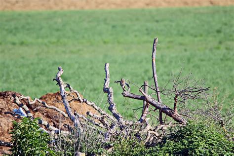 Ein Suchbild Foto And Bild Natur Tiere Vögel Bilder Auf Fotocommunity