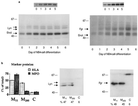 Expression And Localization Of Lyn And Fgr In Nb4 Cells A The