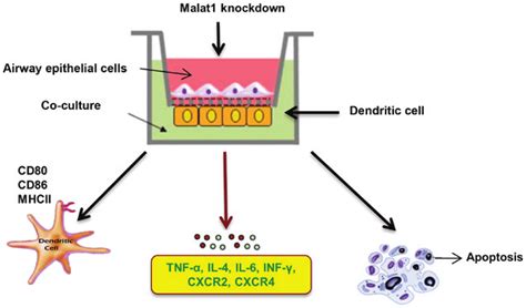 Schematic Of The Functional Role Of Malat1 In Regulating Aecs Treated