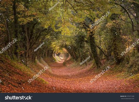 Tree Tunnel Path Stock Photo 575571328 Shutterstock