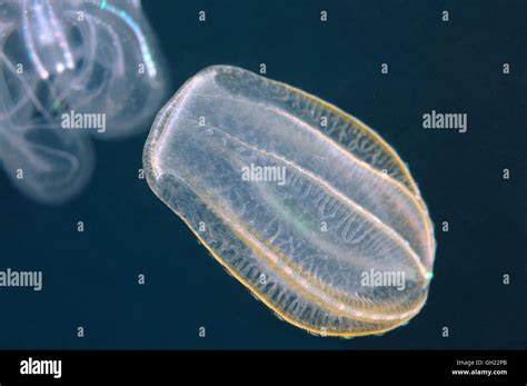 Predatory Brown Comb Jelly Beroe Ovata Hunting On Warty Comb Jelly