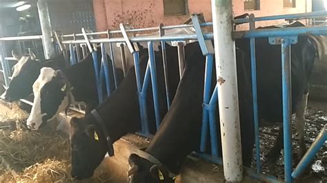 Identifying Livestock With Yolo V Object Detection Using Pytorch