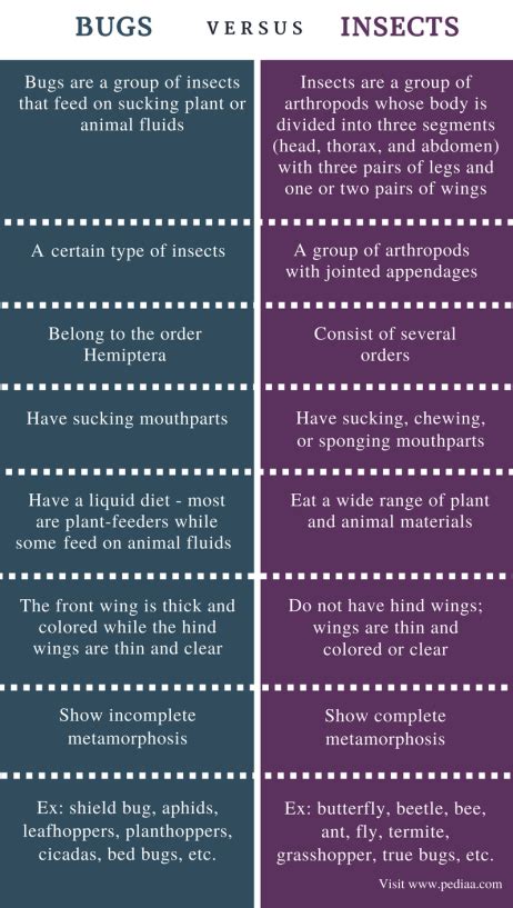 Difference Between Bugs And Insects Definition Characteristics Examples Similarities And