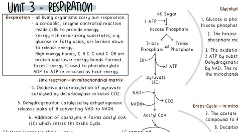 A2 Biology Respiration Revision Summary Teaching Resources