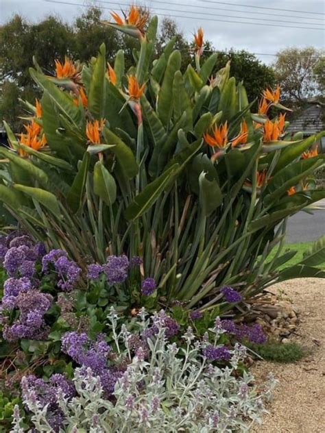 Strelitzia Reginae 200mm Garden Feast