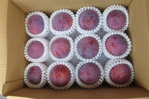 すもも「貴陽」12個入り1箱（3kg） Tonyafarm