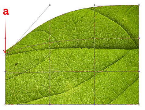 How To Create A D Leaf From A Texture Photograph Envato Tuts