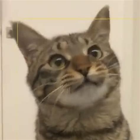 보송 On Twitter 인격이 2개인 고야이