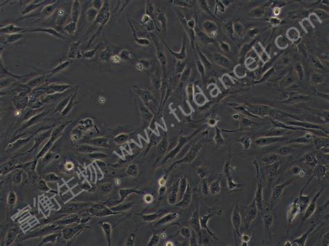 人肾脏微血管内皮细胞 上海富衡生物科技有限公司