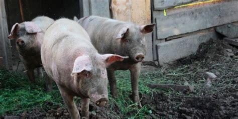 Exportación De Carne Se Dispara La Demanda Por El Rebrote De La Peste