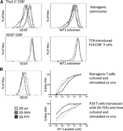 Functional Analysis Of Retrogenic And Transduced Peripheral T Cells