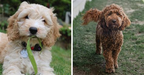 Cockapoo Dog Breed Everything Covered Bored Panda