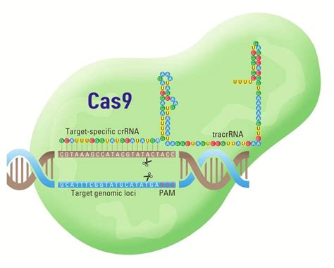 Crispr Cas9 Enzyme My Xxx Hot Girl