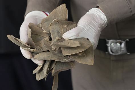 Thailand Seizes A Ton Of Endangered Pangolin Scales Allegedly Destined