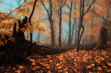 Autumn Forest Trees Fog Landscape Wallpapers Hd Desktop And
