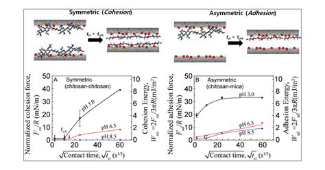 Cohesion And Adhesion