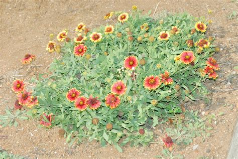 天人菊 FlickrLinkr