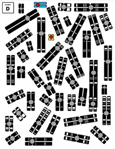 The Karyotyping Lab A Comprehensive Hands On Experience Teaching Resources
