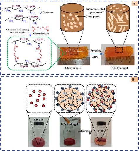 Schematic Illustration Of A The Synthesis Of Cationic Chitosan With