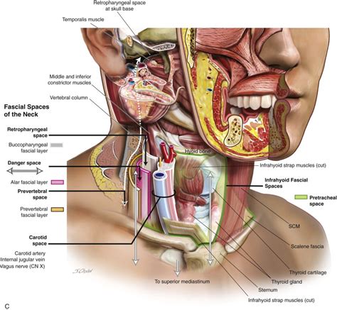 Fascial Spaces Of The Head And Neck Pocket Dentistry