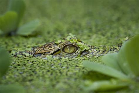 Wildlife Experts Thrilled As Cameras Capture Flirty Behavior Between