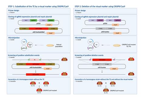 Two Step Crispr Cas9 Protocol González Lab Bcn