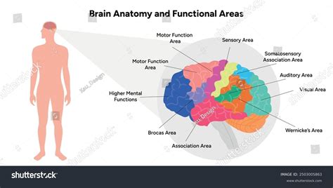 Brain Anatomy Functional Areas Educational Stock Vector Royalty Free 2503005863 Shutterstock