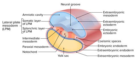 Development Of The Urogenital System Concise Medical Knowledge