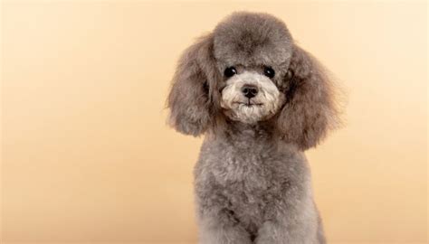 Why Do People Hate Poodles