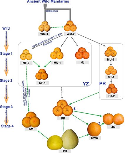 Genome Biology 伊华林吴巨勋课题组揭示宽皮柑橘驯化历史，为柑橘果实重要性状形成提供新见解 华中农业大学园艺林学学院