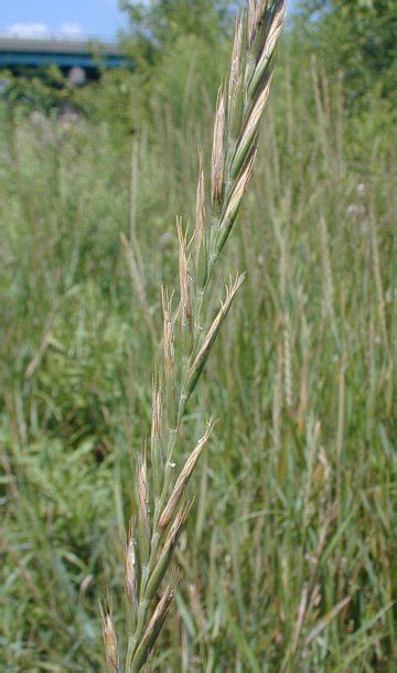 Quack Grass Seed