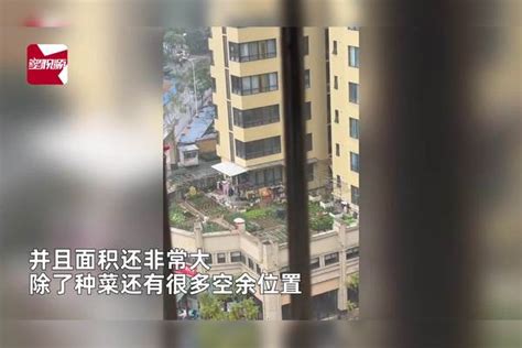 男子拍下对面楼顶超大菜园品种多样长势喜人直呼羡慕蔬菜自由