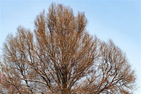 Background Of Trees For A Double Exposure Trees Against The Sky Branches On A Homogeneous Blue