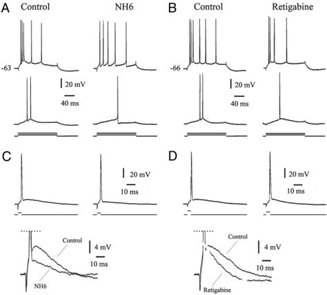 Nh6 And Retigabine Inhibit Ca1 Pyramidal Neuron Intrinsic Bursting