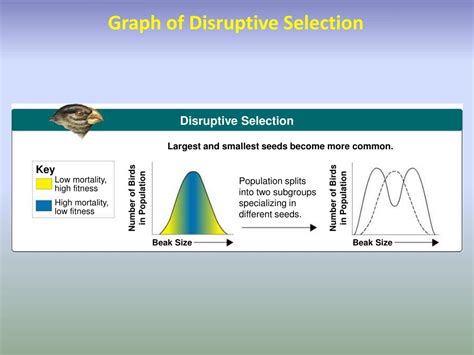 Ppt Evolution Of Populations Powerpoint Presentation Free Download Id1918175