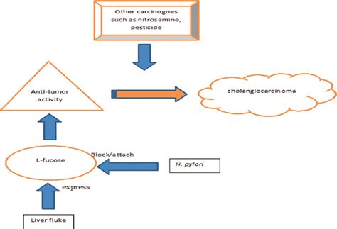 Opisthorchiasis Helicobacter Pylori Infection Cholangiocar