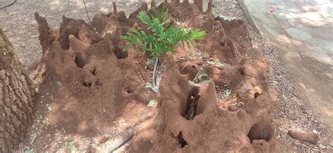 The Insects That Farm Introducing How Ants And Termites Cultivate Crops