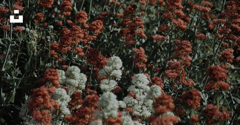 A Unk Of Unk That Are Next To Each Other Photo Free Spring Image