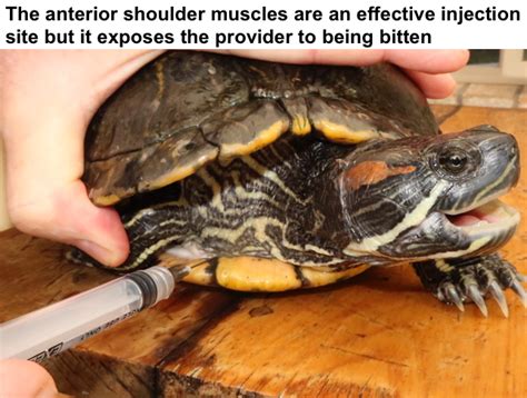 Possible Injection Sites Inducing Turtles