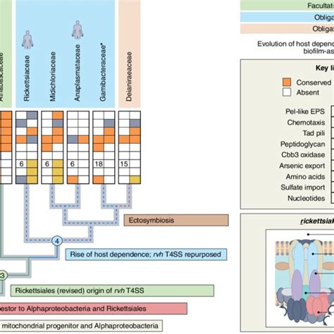 Independent Origin Of Host Dependency In Mitochondria And