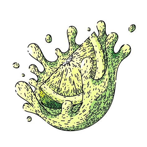 Premium Vector Lime Splash Juicy Sketch Hand Drawn Vector