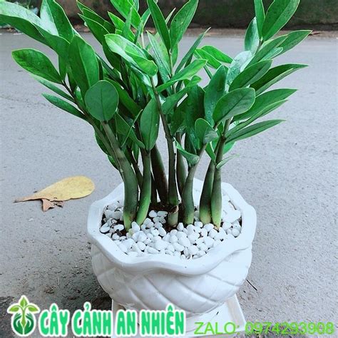 Bộ Sưu Tập Hình ảnh Cây Kim Tiền Siêu Chất Lượng 4k Với Hơn 999 Hình ảnh