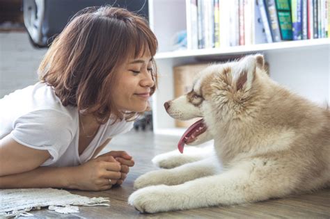 강아지가 당신을 사랑한다는 신호 4가지 비마이펫 라이프