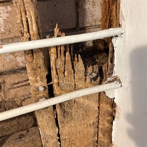 Pest Assured Sydney Nsw